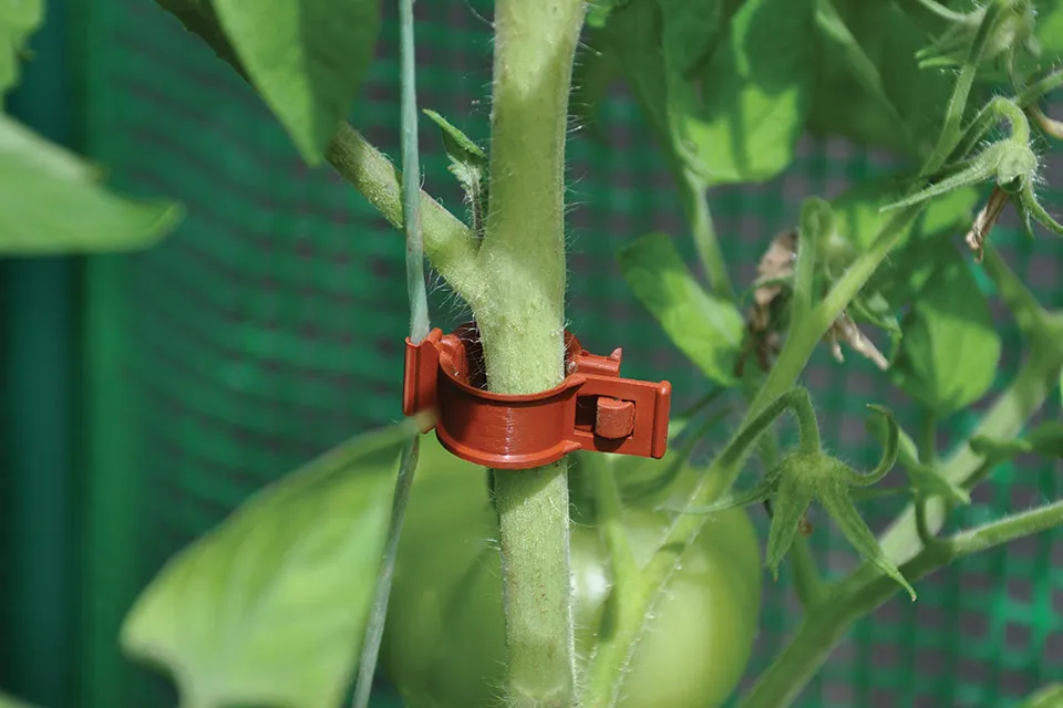 Royal Well | Tomato Clips | 20 stuks
